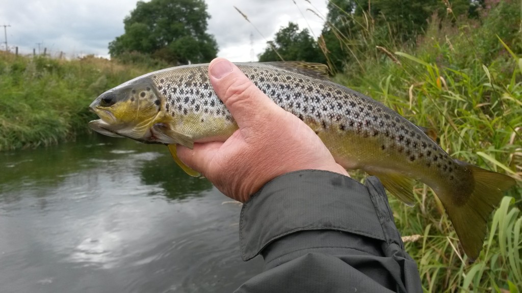 River Leven Angling Club | Angling on The Leven